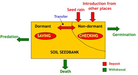 Weeds Lecture 3 Flashcards Quizlet