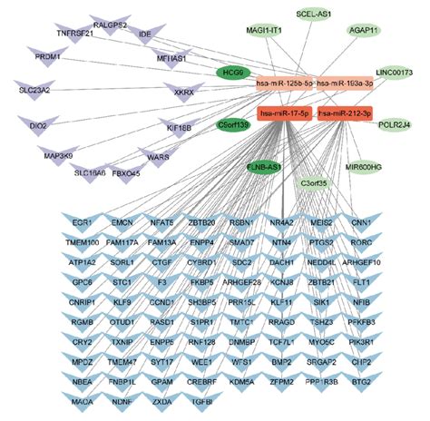 The Lncrna Mirna Mrna Network In Psoriasis The Ovals Rectangles And