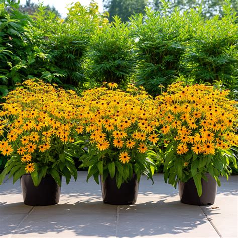 Rudbeckia Fulgida Goldsturm Rudbekia Błyskotliwa ~ 15cm Sklep Z