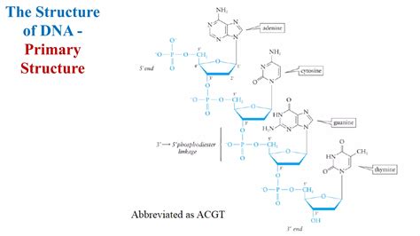 Biochemistry Lecture Notes Nucleic Acids Pdf