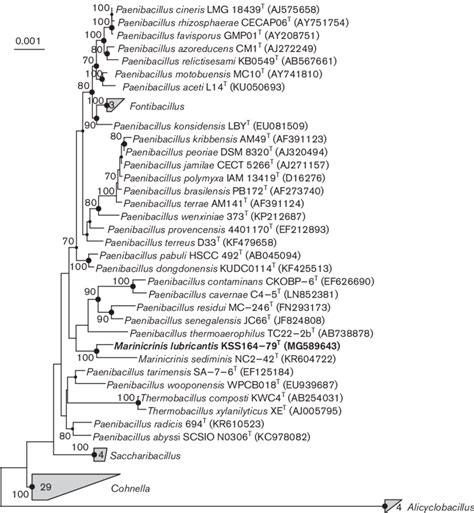 maximum likelihood tree based on nearly full length 16s rrna gene