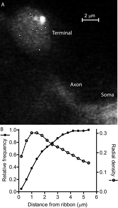 Locations Of Individual Spontaneous Release Events And Synaptic Ribbons