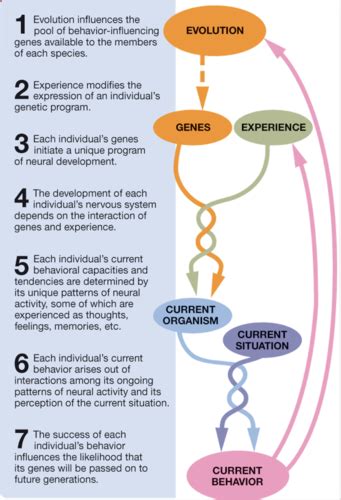 Brain Mind Behavior Lecture 7 Flashcards Quizlet