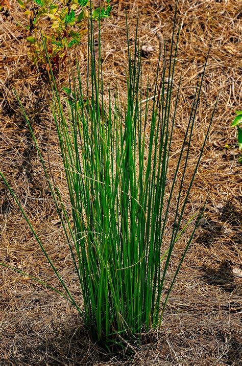 Juncus Grass Juncus Effusus Soft Rush Izel Native Plants