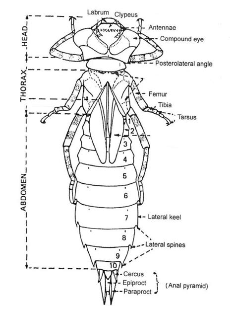 Freshwater Invertebrates Odonata Diagram Quizlet