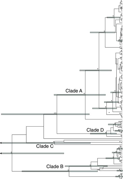 Bayesian Maximum Clade Credibility Mcc Tree Inferred Using Cyt B