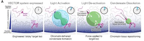 Interfacial Interactions Mediate Precise Force Generation In Living