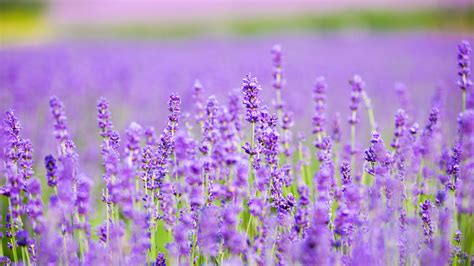 로맨틱 보라색 라벤더 정원 식물 5k시사