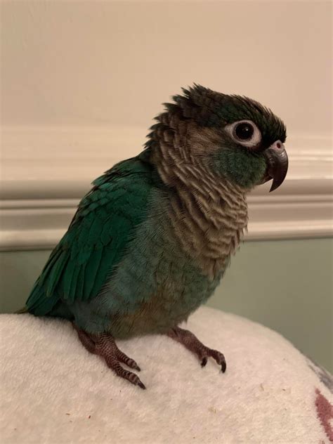 Cage Upgrade For My Gcc R Conures