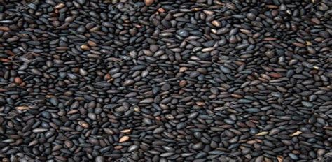 နွေနှမ်းစိုက်ပျိုးရန် တောင်သူများ နှမ်းနက် စမုန် မျိုးများ ပိုမိုဝယ်ယူ Myawady Webportal