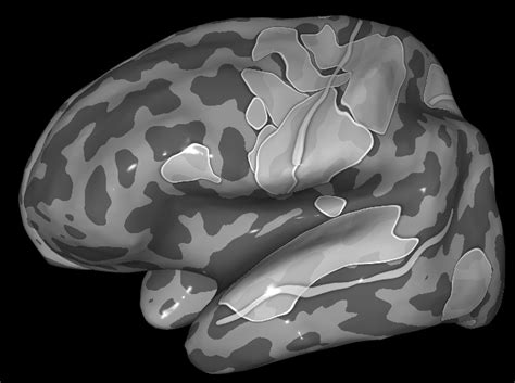 fill rois on brain viewer · issue 373 · gallantlab pycortex · github