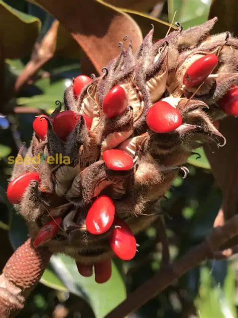 Buy Magnolia Flower Planting Seeds Grow Stunning Blooms In Your Garden