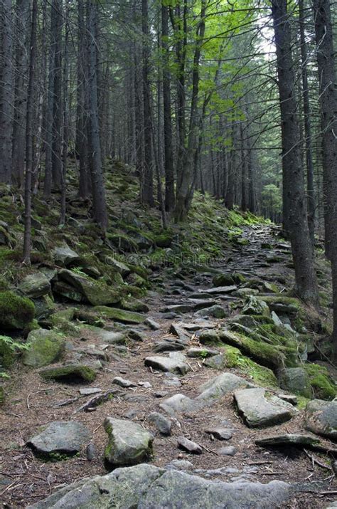 Mountain Forest Stock Image Image Of Stairs Mountain 43434295