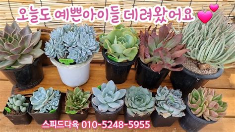 오늘도 예쁜아이들 데려왔어요💕 스피드다육 국민다육 예쁜아이들 언박싱💕 Youtube