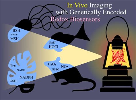 Ijms Free Full Text In Vivo Imaging With Genetically Encoded Redox