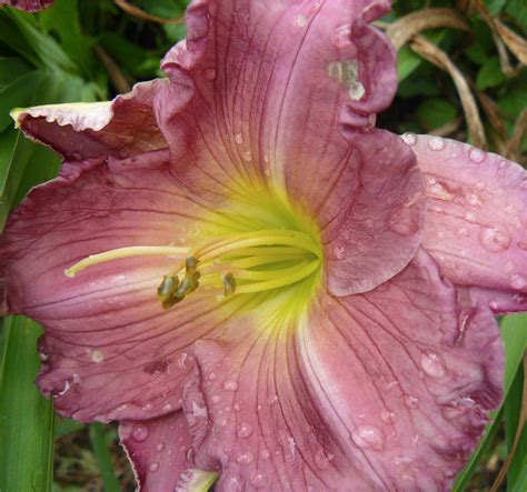 Kissing Cousins Summergarden