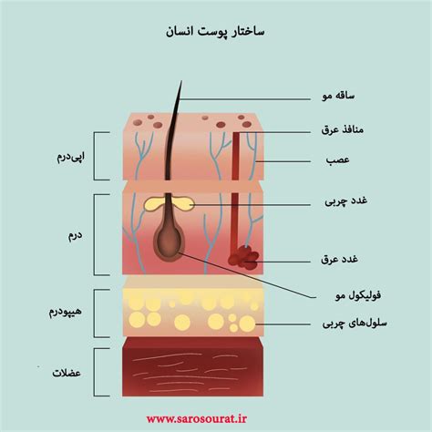 ساختار پوست انسان آموزشگاه آرایشگری مردانه سر و صورت