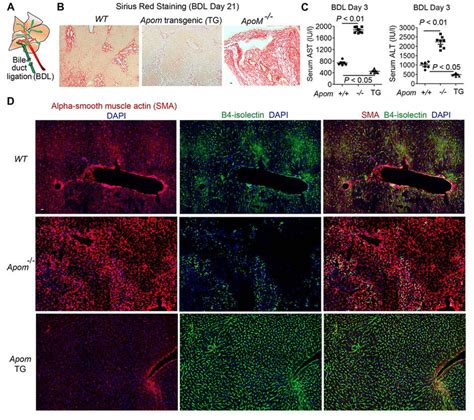 Fibrosis In Apom Knockout Apom And Transgenic Mice Apom Tg Download Scientific Diagram