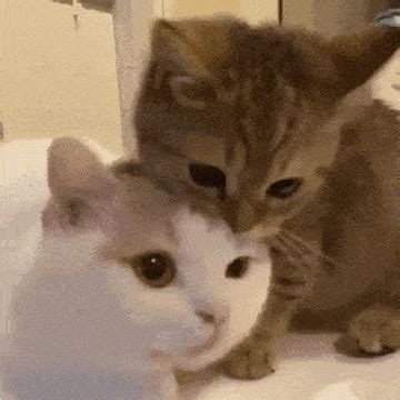 Cat Cat Kiss  Cat Cat Kiss Cute Cats Discover And Share S