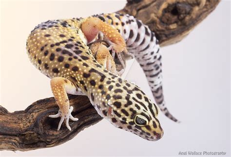Leopard Gecko On Tree Branch