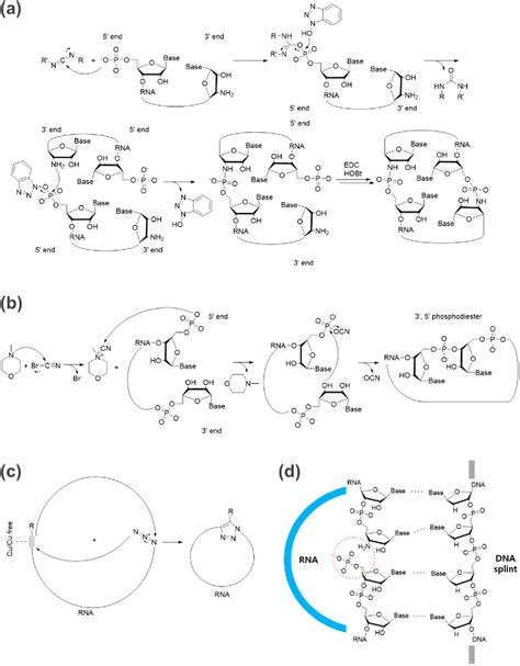 Figure 1 From Pros And Cons Of In Vitro Methods For Circular RNA Preparation Semantic Scholar