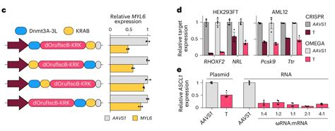张锋团队开发新型基因编辑器novaiscb，实现持久高效基因组编辑 知乎