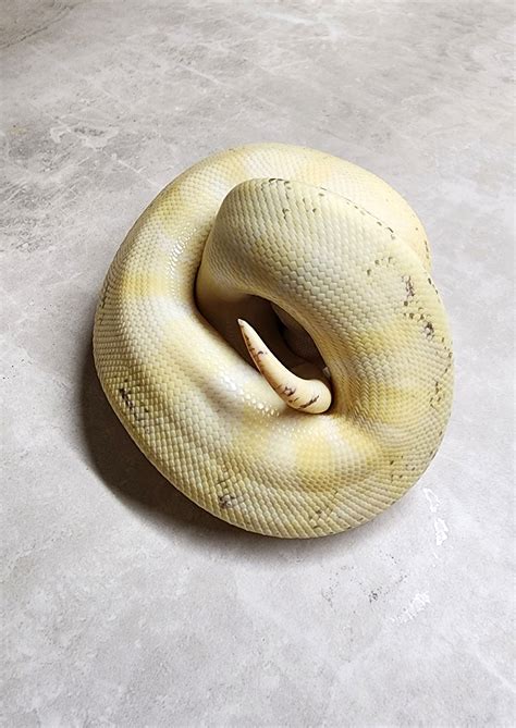 New Ball Python Morph Identification Ball Pythons Morphmarket Reptile Community