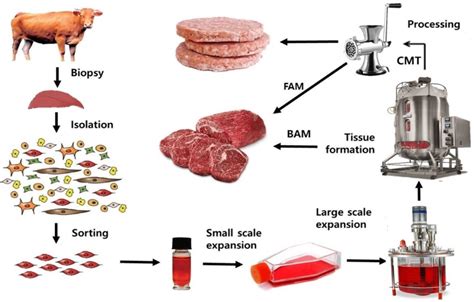 Food Science Of Animal Resources