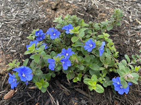 Buy Blue My Mind Evolvulus Blue Daze Free Shipping Wilson Bros