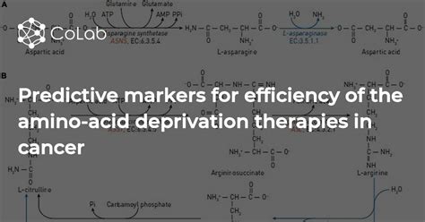 Predictive Markers For Efficiency Of The Amino Acid Deprivation
