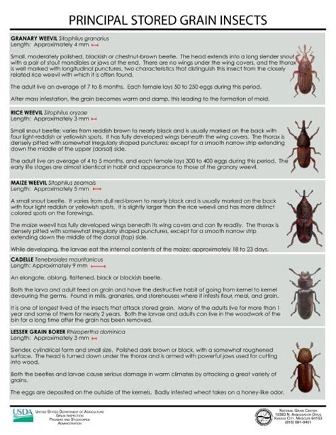 Stored Grain Insects Grain Inspection Packers And Stockyards