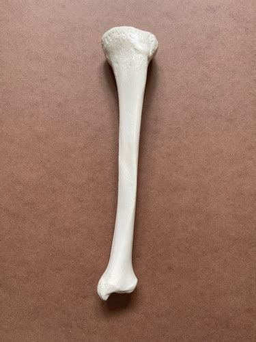 Tibia Flashcards Quizlet