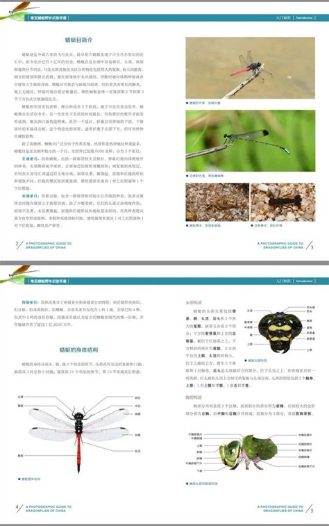 【新书推介】《常见蜻蜓野外识别手册》先行定制版全款预售 搜狐大视野 搜狐新闻
