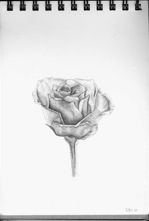 Dying Rose Drawing At Explore Collection Of Dying