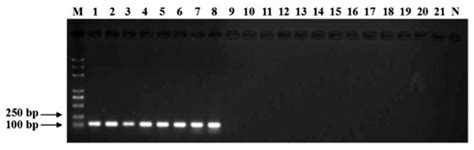 Specific Detection Of The Cp Gene In Cucumber Green Mottle Mosaic Virus