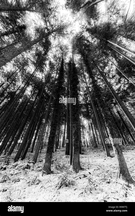 Trees With Snow In Winter Stock Photo Alamy