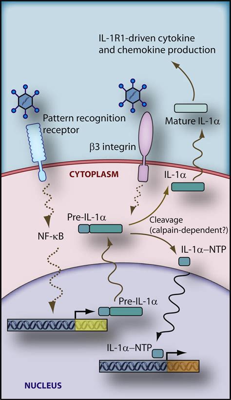 Integr Ating Il 1α In Antiviral Host Defenses Immunity