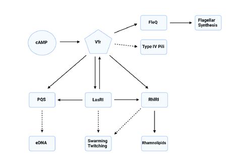 The Interconnections Between Las Rhl Pqs And Gac Rsm Two Component Download Scientific