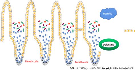 Paneth Notum Produced By Paneth Cells Attenuates Regeneration Of Aged