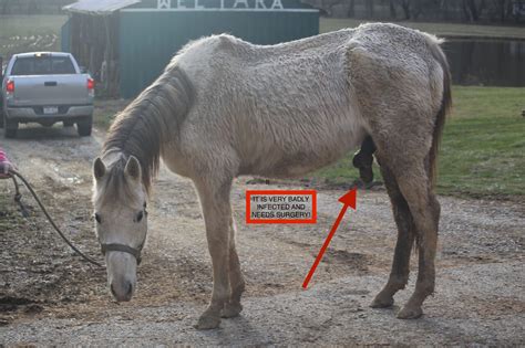 How To Get A Male Horse To Drop His Dick Outlet