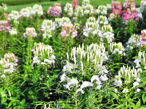 ทุ่งดอกไม้ รูปภาพดอกไม้สวยๆ