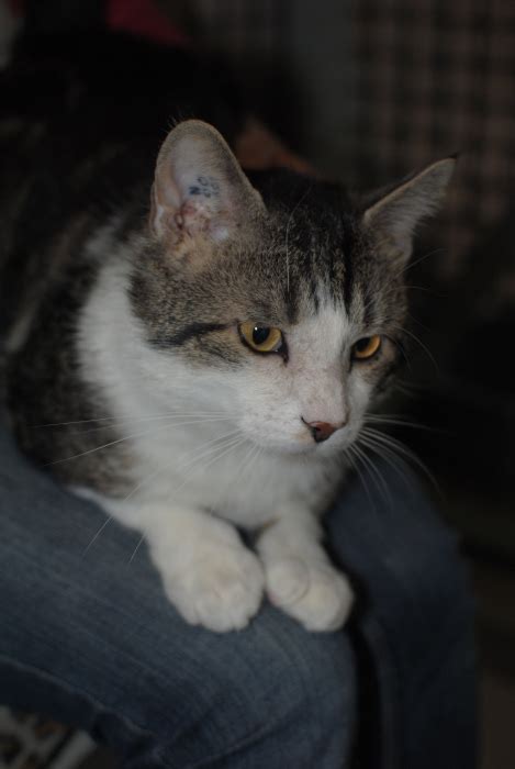 The Neko Files A Raps Journal And Scrapbook Toby Ii