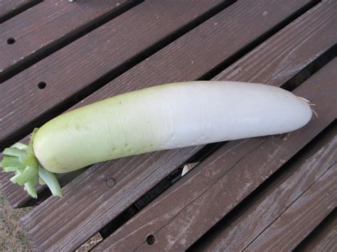 残り少ない冬野菜 ISAZY菜園