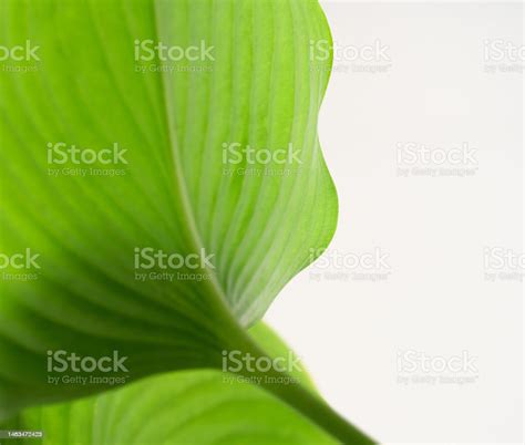 소프트 포커스의 클로즈업 매크로 식물은 공간 흰색 배경에 추상적인 녹색 나뭇잎 곡선을 가지고 있다 최소한의 자연 식물 잎 식물 바탕 화면 배경 무늬 웹 사이트 표지 생태