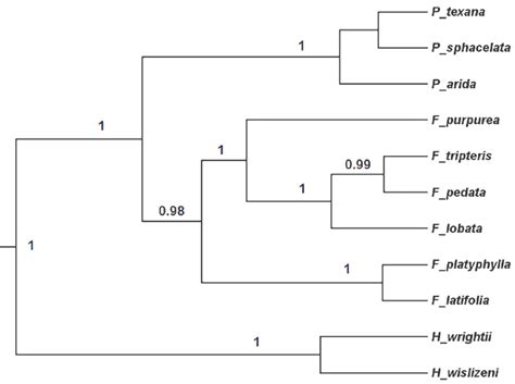 Phylogenetic Tree Constructed From Bayes Inference Analysis Of Ets And Download Scientific