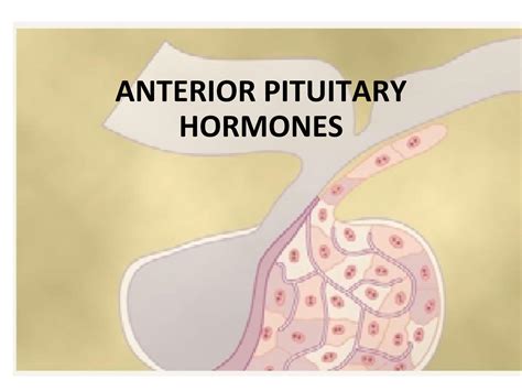 Solution 3 Anterior Pituitary Hormones Studypool