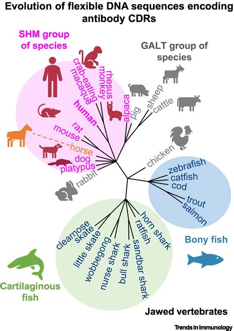 Dna Flexibility Can Shape The Preferential Hypermutation Of Antibody Genes Trends In Immunology