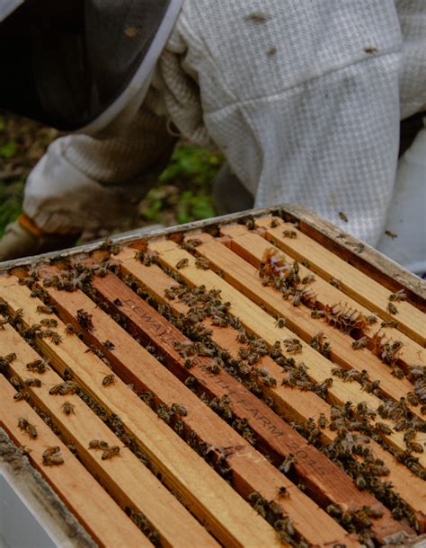 About Mo Honey Raw Alabama Honey Mo Honey Raw Alabama Honey