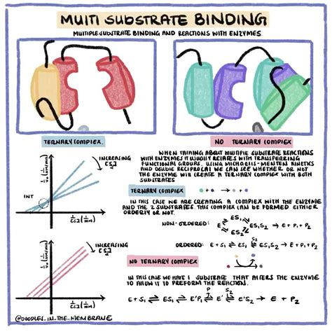 Biochemistry Educational Infographics Multi Substrate Enzymes Artofit