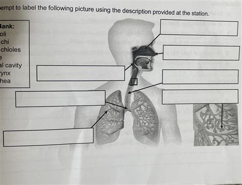 Respiratory Diagram Diagram Quizlet